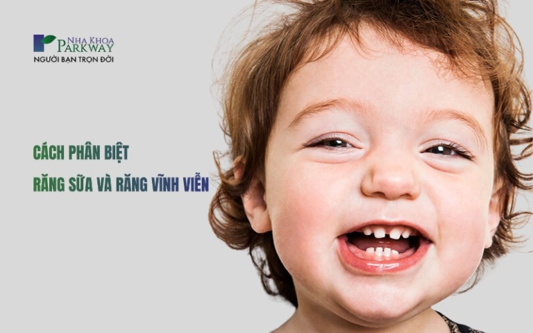 5 cách phân biệt răng sữa và răng vĩnh viễn